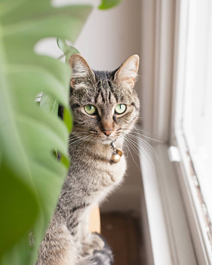 Best Food For Kittens And Adult Cats According To A Vet The Kitchn